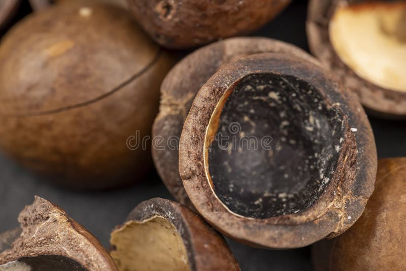A Bunch of Ripe Macadamia Nuts in a Hard Shell Stock Photo - Image of ...