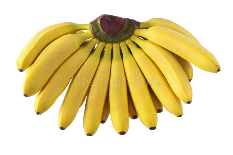 Bunch of ripe mini bananas stock photo. Image of calorie - 196779910