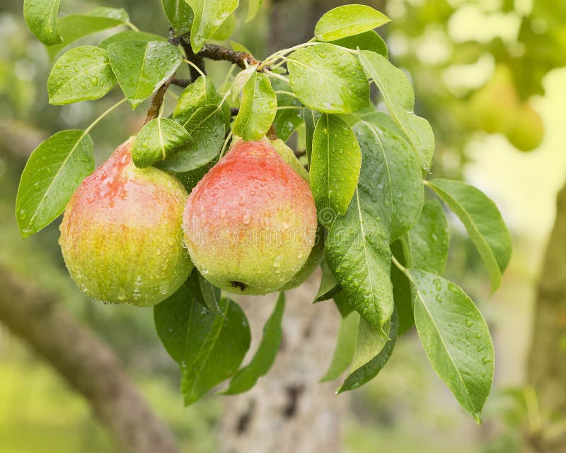Bunch of Ripe Pears on Tree Branch. Nature Background 2 Stock Photo ...