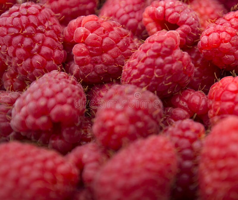 Bunch of ripe raspberry stock photo. Image of natural - 189111970