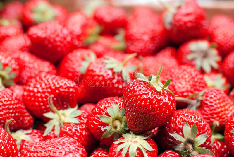 A Bunch of Ripe Strawberries, Side View Stock Image - Image of ripe ...