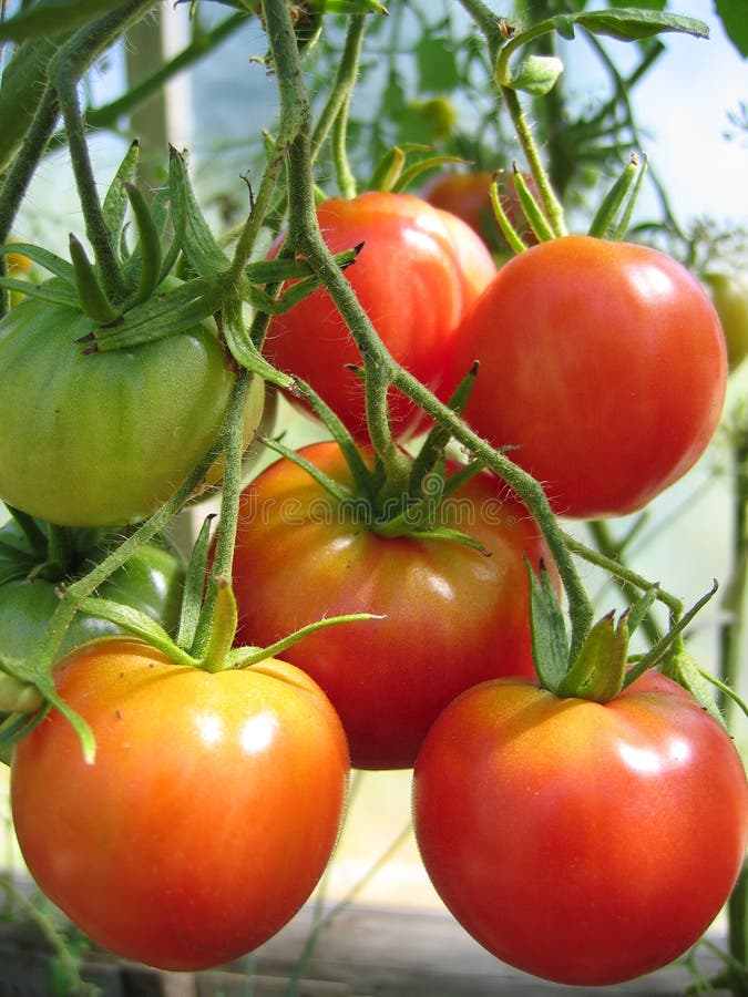 Tomato stock photo. Image of organic, tasty, vitamin - 18800396