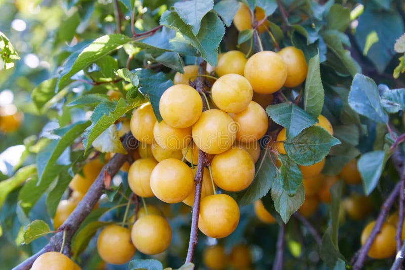 A Bunch of Ripe Yellow Plums on a Tree Stock Photo - Image of harvest ...