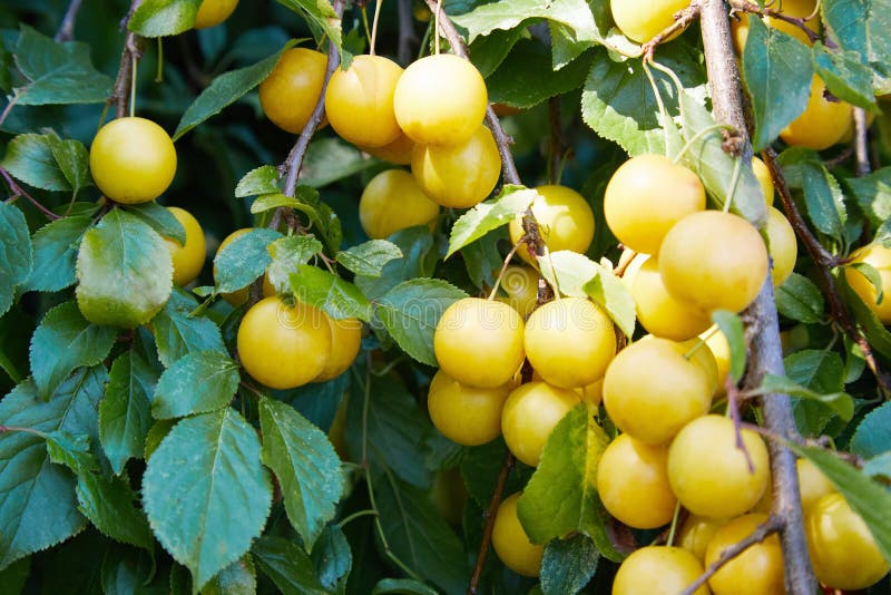 A Bunch of Ripe Yellow Plums on a Tree Stock Photo - Image of harvest ...