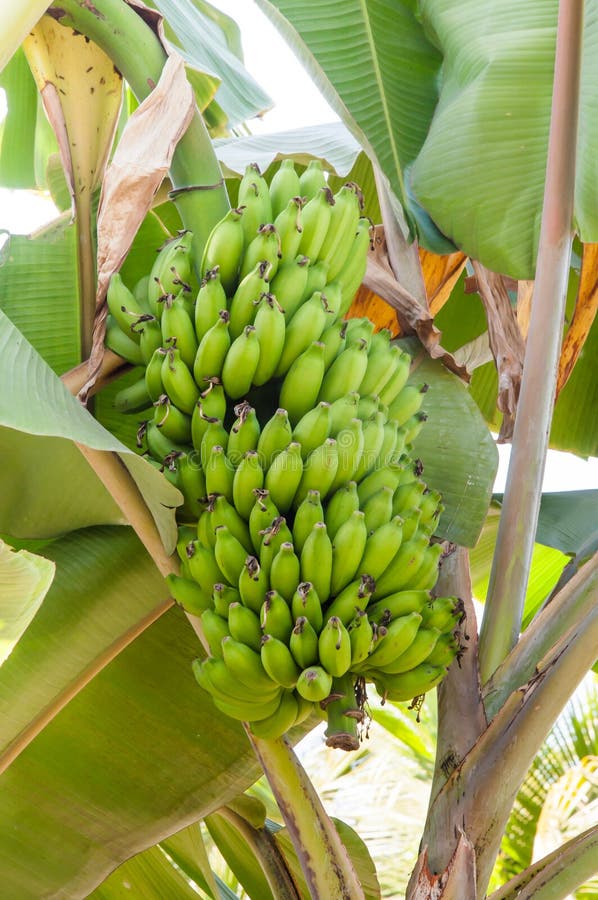 Bunch of Ripening Bananas on Banana Tree Stock Photo - Image of forest ...