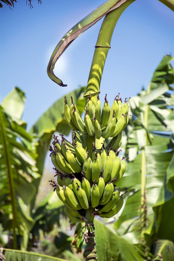Bunch Of Ripening Bananas On Tree Stock Image - Image of plant, bunch ...