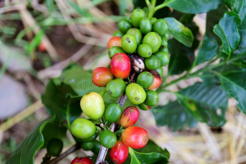 Bunch of Ripening Coffee Cherries on the Tree Branch Stock Image ...