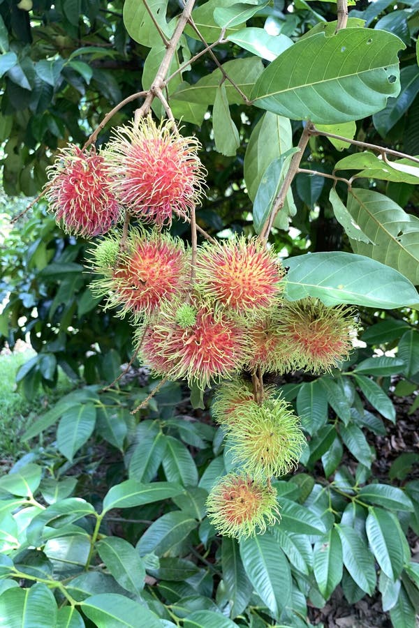 Bunch of Rose Apple on Tree Stock Photo - Image of beauty, fruit: 149246606