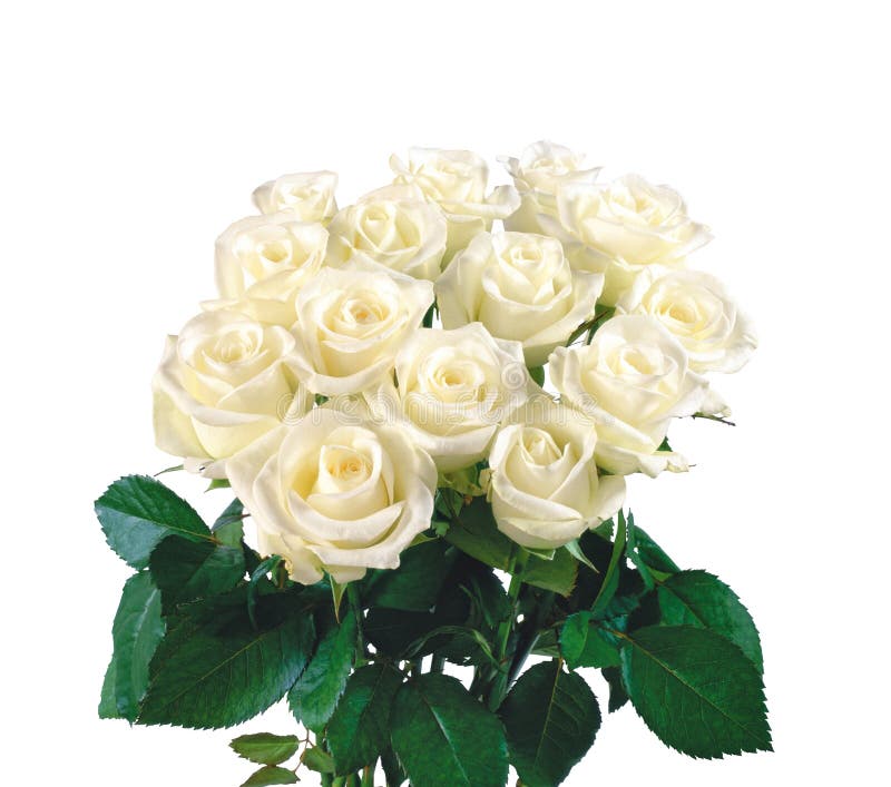 White roses stock image. Image of greenhouse, white, flowers - 12054715