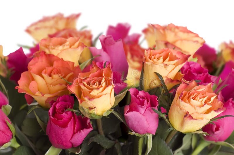 Bunch of roses stock image. Image of green, bunch, white - 13252181