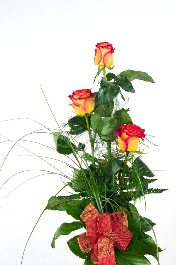 Miniature Red Roses in a Pot Stock Image - Image of background ...