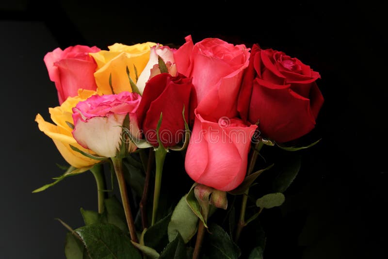 Bunch Of Roses Picture. Image: 511614