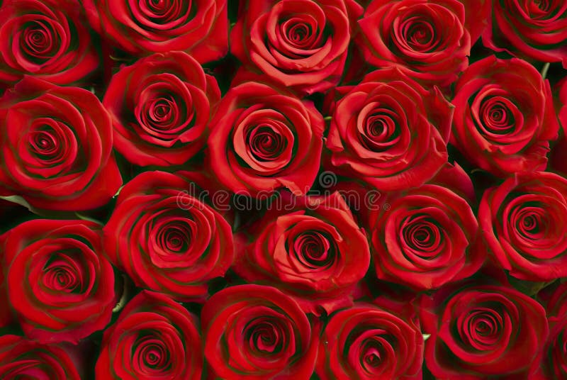 Bunch of Roses Bouquet of Roses Red Roses Background Stock Illustration ...