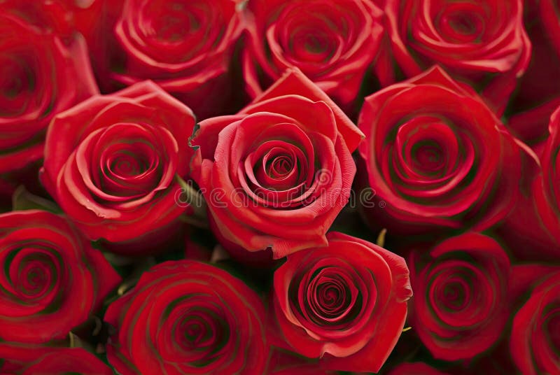 Bunch of Roses Bouquet of Roses Red Roses Background Stock Illustration ...