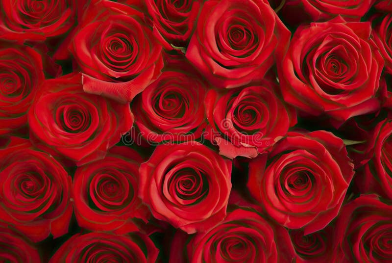 Bunch of Roses Bouquet of Roses Red Roses Background Stock Illustration ...
