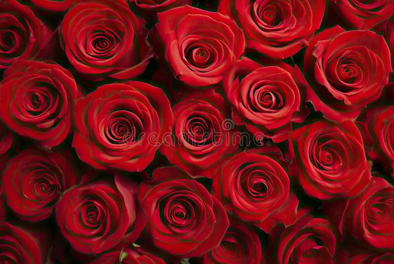 Bunch of Roses Bouquet of Roses Red Roses Background Stock Illustration ...