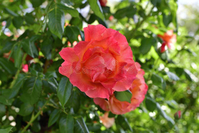 A Bunch of Roses in the Branch Stock Image - Image of colorful, roses ...