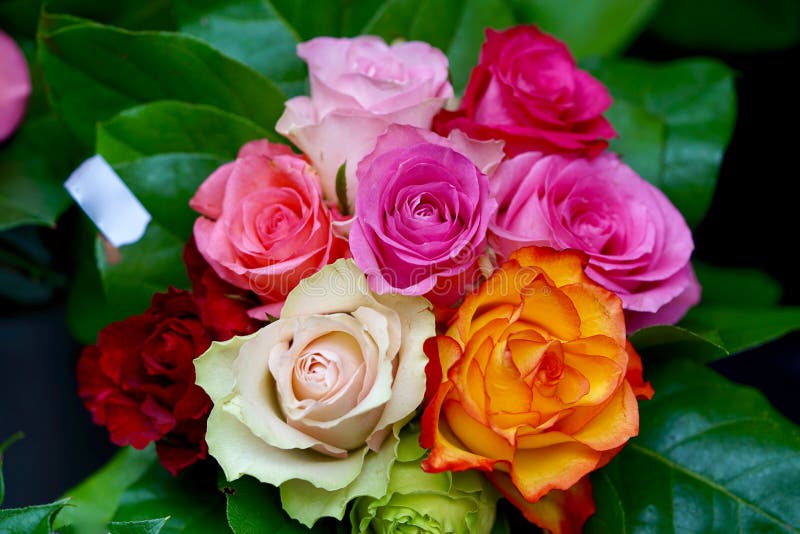 Bunch of roses stock image. Image of bunch, white, orange - 75516291