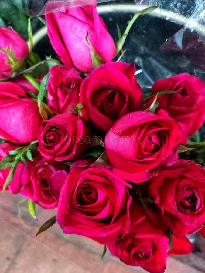 A Bunch of Roses Has a Muted Red Color Stock Image - Image of color ...