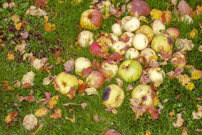 Bunch of rotten apples stock image. Image of ground - 308662095
