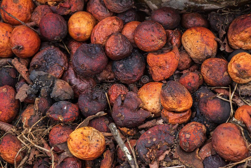 Rotten Fruits Bunch stock image. Image of flora, living - 206495219