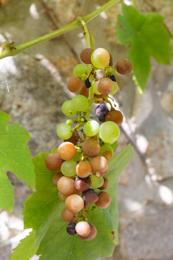 Bunch of Rotten Grapes on a Vine Stock Image - Image of black, bunch ...