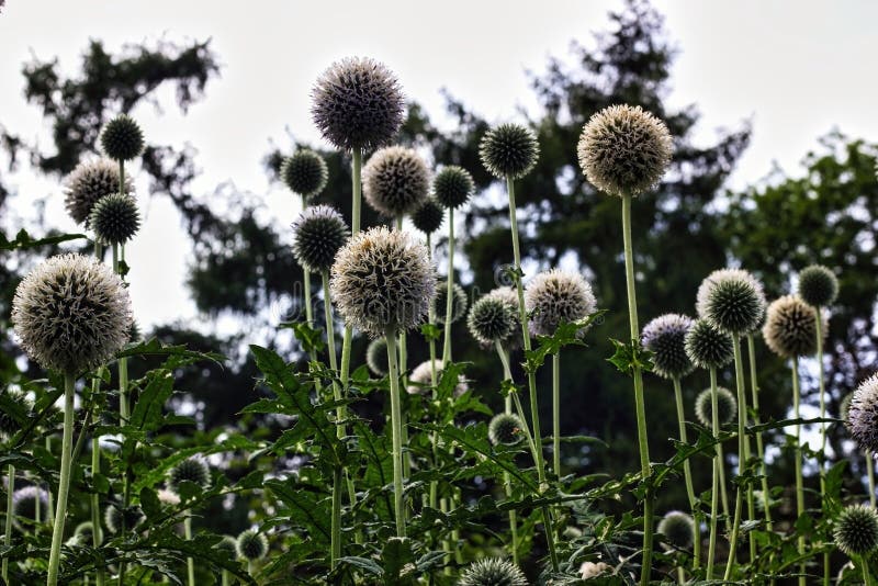 Alien Insect Spaceship Concept Stock Photos - Free & Royalty-Free Stock ...