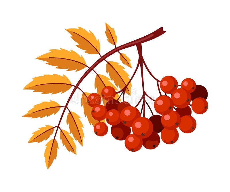 Rowan Leaf Doodle Coloring Book Page. Black and White Vector Zentangle ...