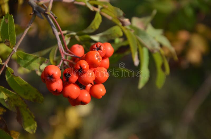 Bunch Rowan Close-up on a Branch. Stock Image - Image of forest, autumn ...