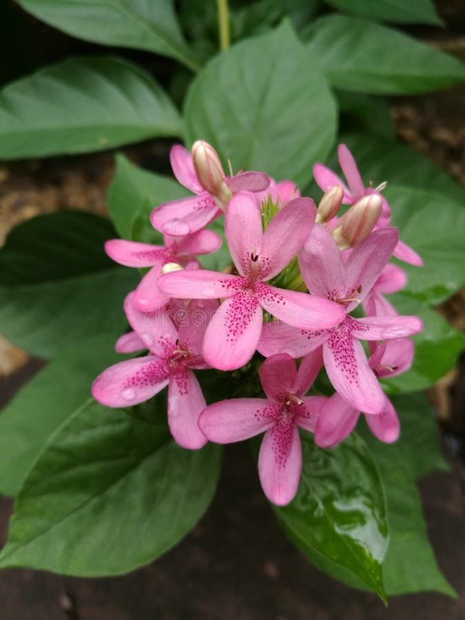 Bunch of ruspolia flowers stock image. Image of ruspolia - 84398295