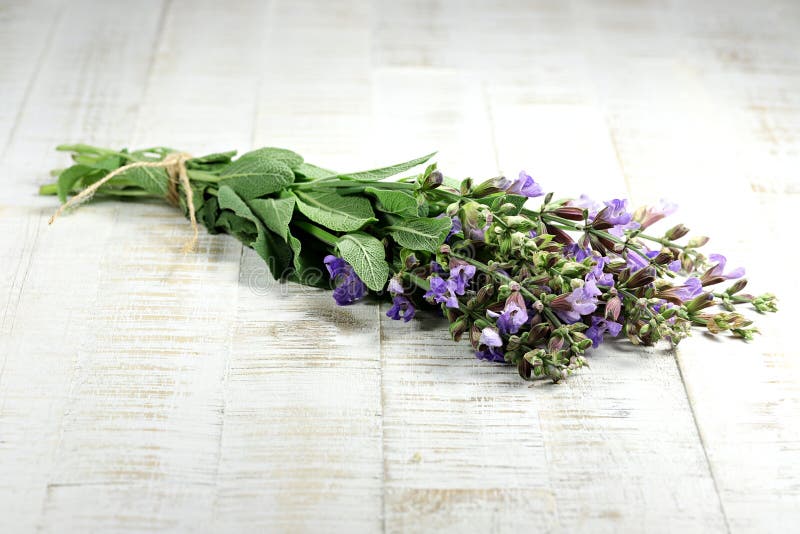 Bunch of sage stock image. Image of nutrition, officinalis - 117666755