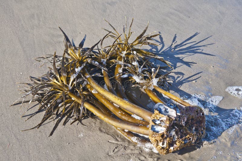 Bunch of Sea Kelp stock photo. Image of shore, seaside - 103753960