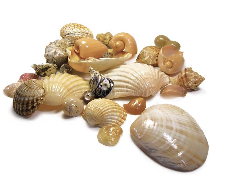 Sea shells stock photo. Image of white, isolated, shape - 11389508