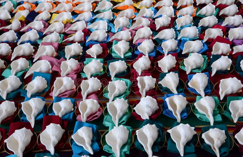 A bunch of sea shells stock photo. Image of conch, arrange - 48029088