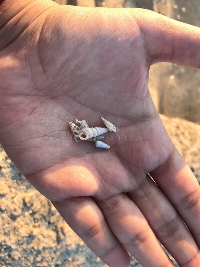 Bunch of Sea Shells in a Hand Stock Photo - Image of seashells, bunch ...