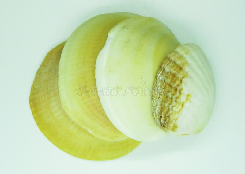 A Single Sea Shells Isolated. Stock Photo - Image of life, nature ...
