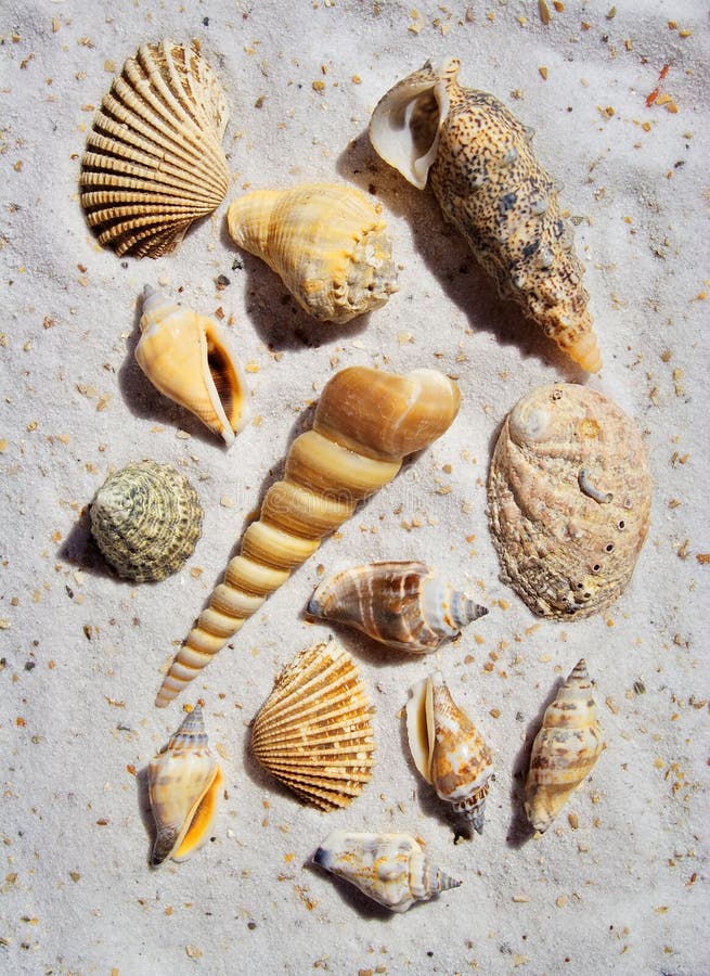 A Bunch of Sea Shells in the Sand Stock Image - Image of white, ocean ...