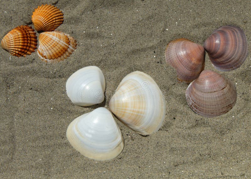 Bunch of Sea Shells on a Sandy Beach Stock Photo - Image of sandy ...