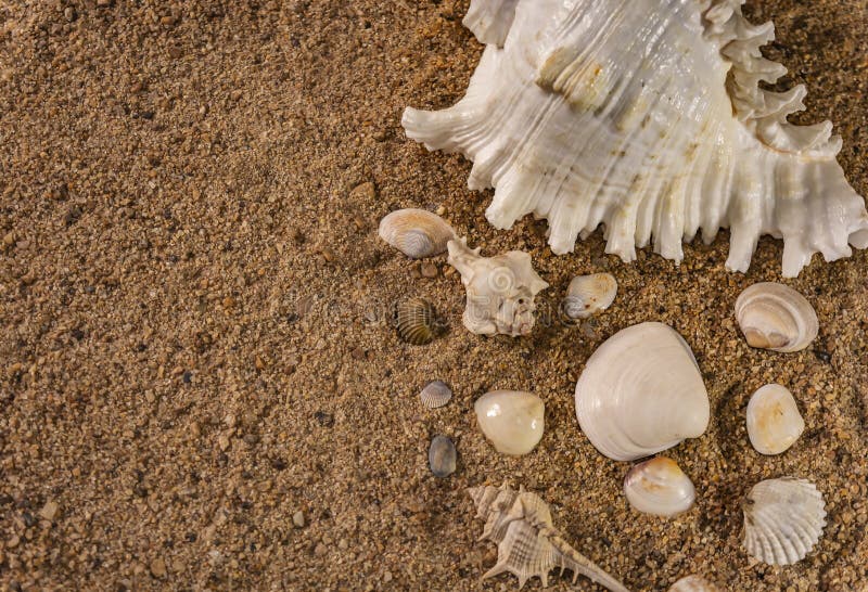 Bunch of Seashells on Beach Sand. Selective Focus on White Sea Shell ...