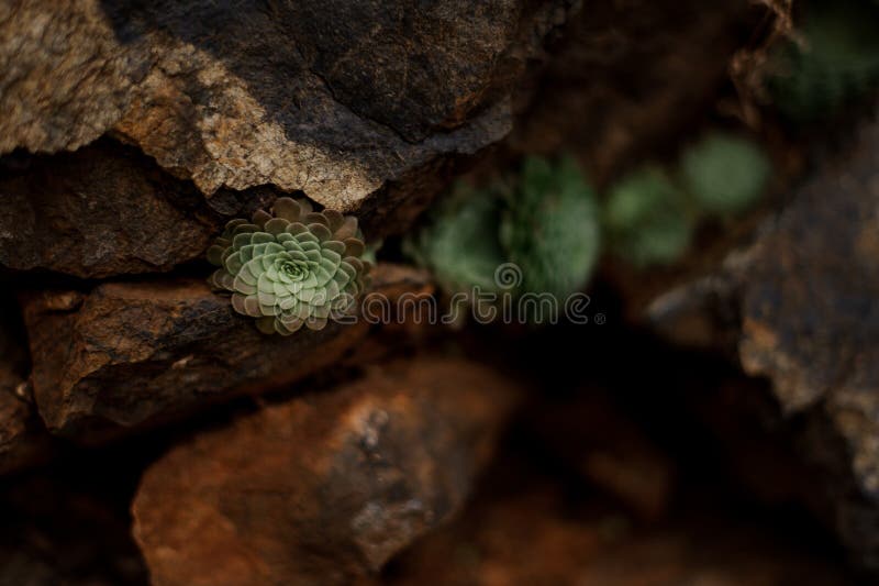 Bunch of the Sedum Flowers between Stones Stock Image - Image of ...