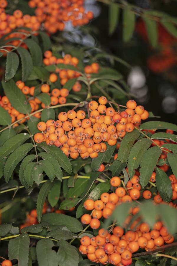 Bunch of shapely red rowan stock image. Image of rowan - 157727843