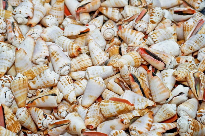 A bunch of sea shells stock photo. Image of conch, arrange - 48029088