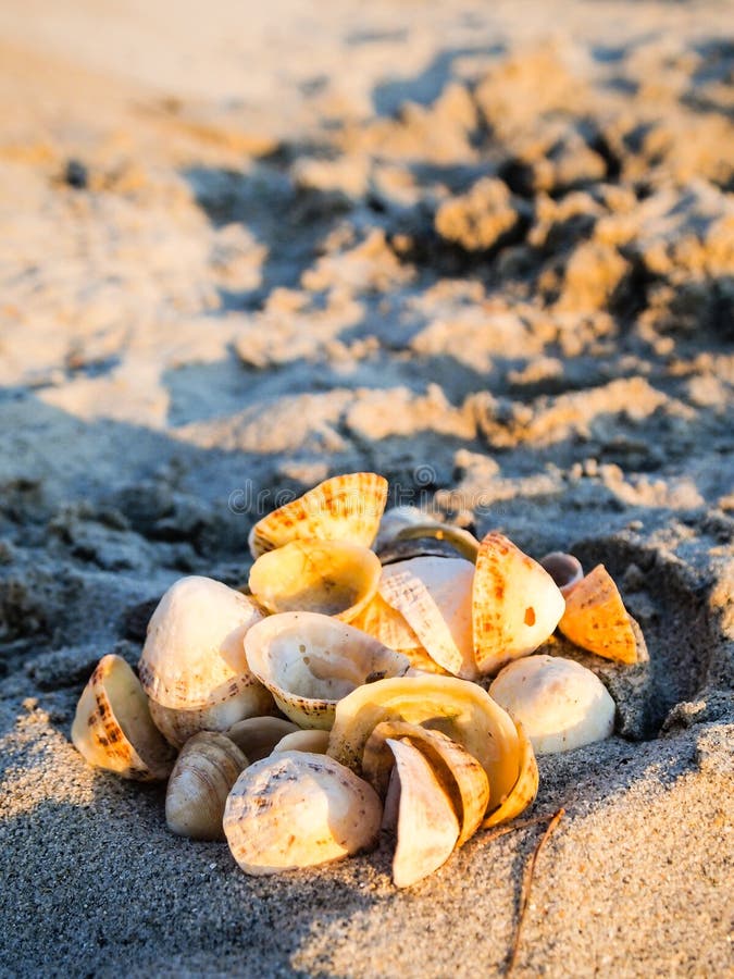 Bunch of shells stock photo. Image of shelling, sand - 57189678