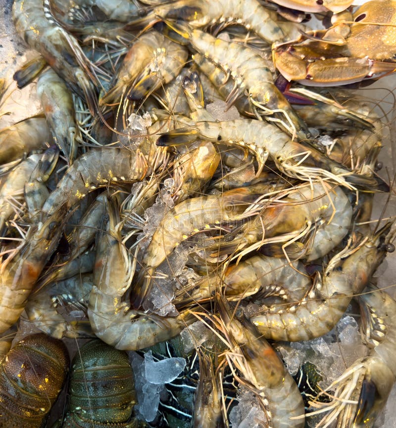 A Bunch of Shrimp are in a Container with Ice Stock Image - Image of ...