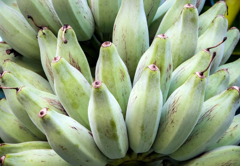 Bunch of Silver Bluggoe on a Banana Tree Stock Photo - Image of outdoor ...