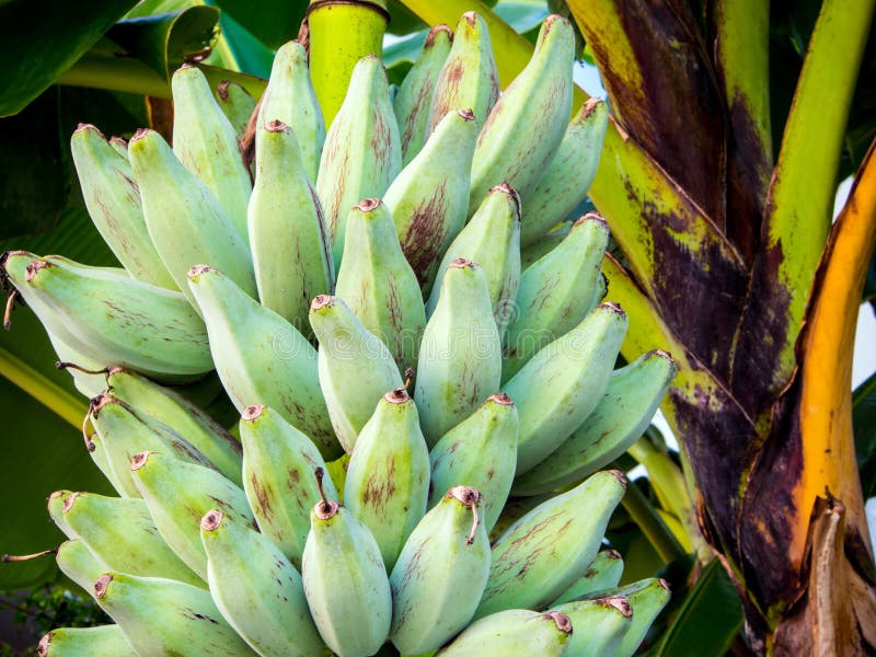 Bunch of Silver Bluggoe on a Banana Tree Stock Image - Image of green ...