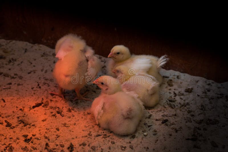 400 Sleepy Chicken Stock Photos - Free & Royalty-Free Stock Photos from ...