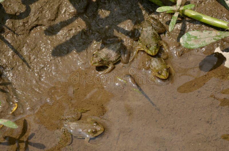 Bunch the Small Brown Frogs Melt with Clay in the Water Stock Image ...