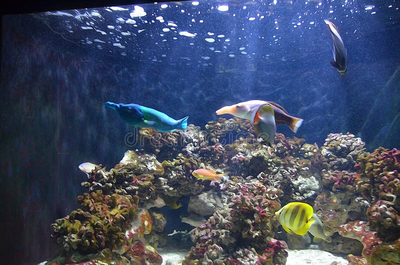 Bunch of small fish stock image. Image of small, animal - 123321199