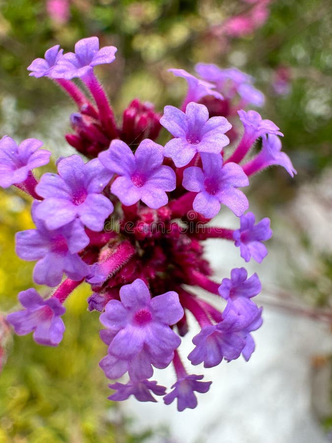 A Closeup of a Bunch of Small Vivid Purple Flowers Stock Photo - Image ...